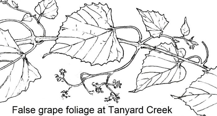 Some Interesting and Confusing Ozark Vines – The Ozark Society