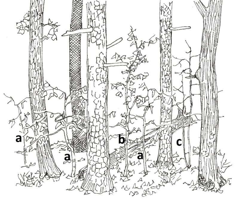 The Fate of Arkansas’s Upland Forests as seen from Hawksbill Crag – The ...